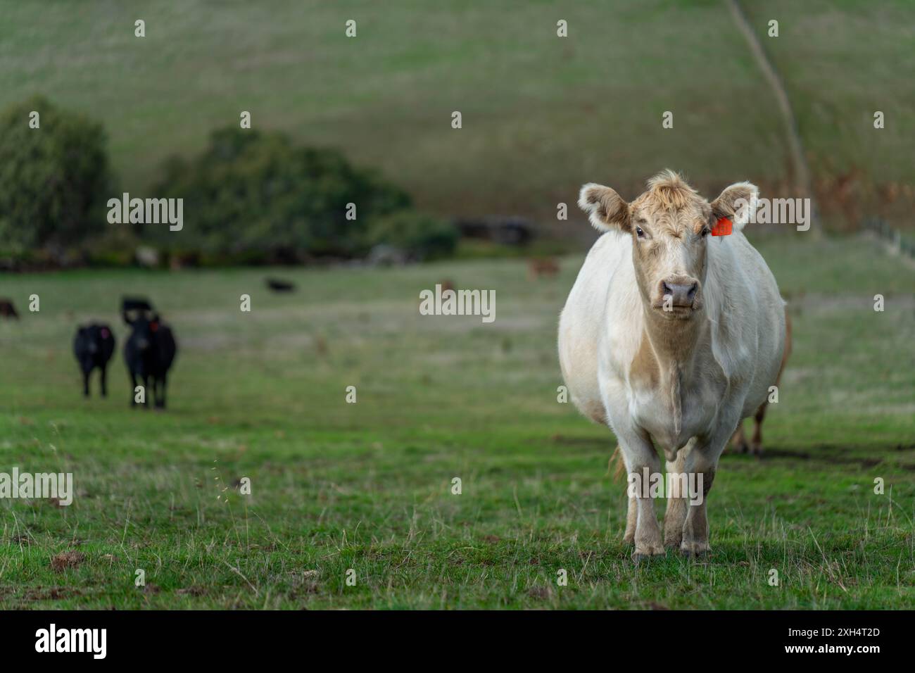 Beef cows and calves grazing on grass in a free range field, in ...
