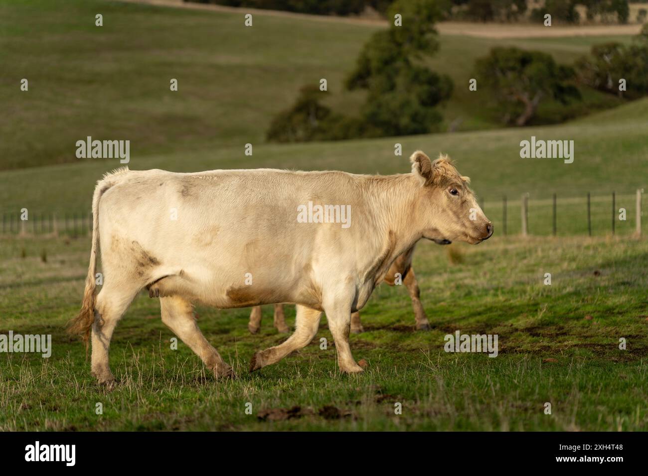 Sustainable Livestock Farming in Australia: Regenerative Practices for ...