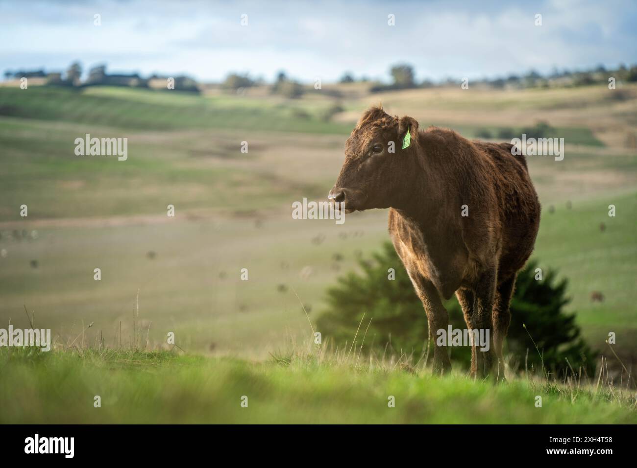 Beef cows and calves grazing on grass on a beef cattle farm in ...