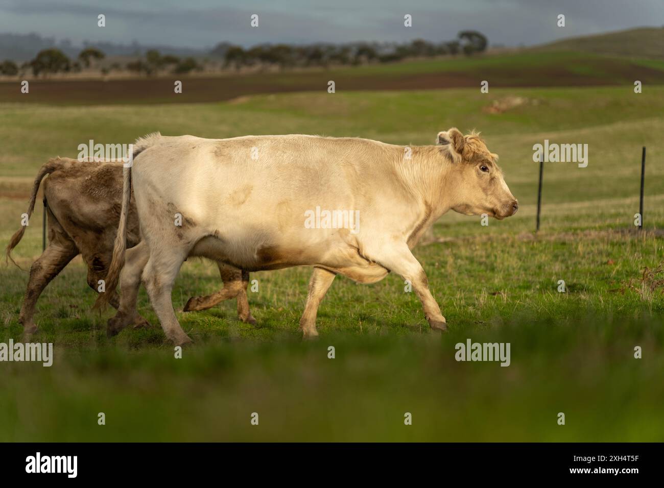 The Future of Livestock in Australian Agriculture: Sustainable Grazing ...