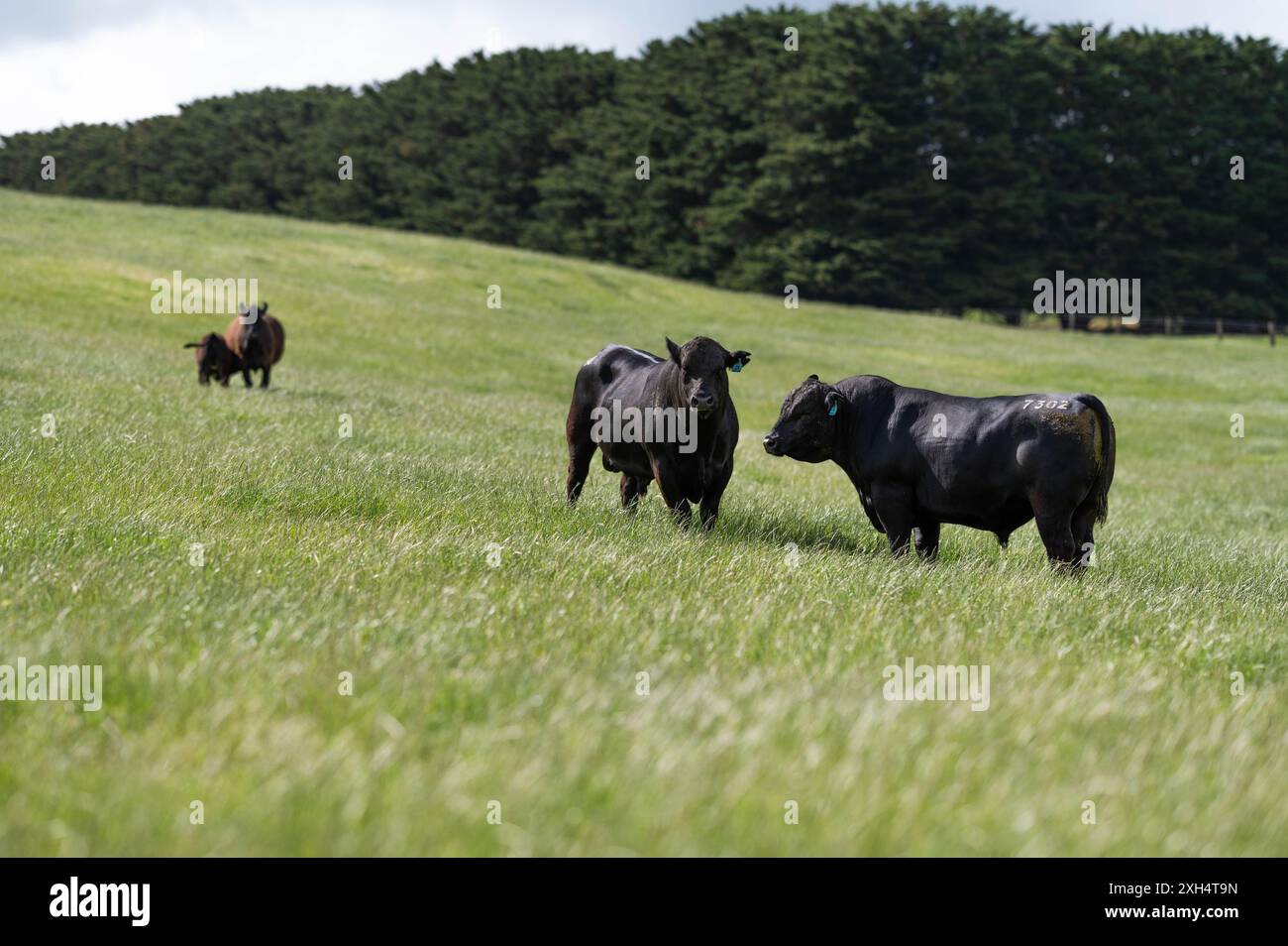 New zealand angus beef cow hi-res stock photography and images - Alamy