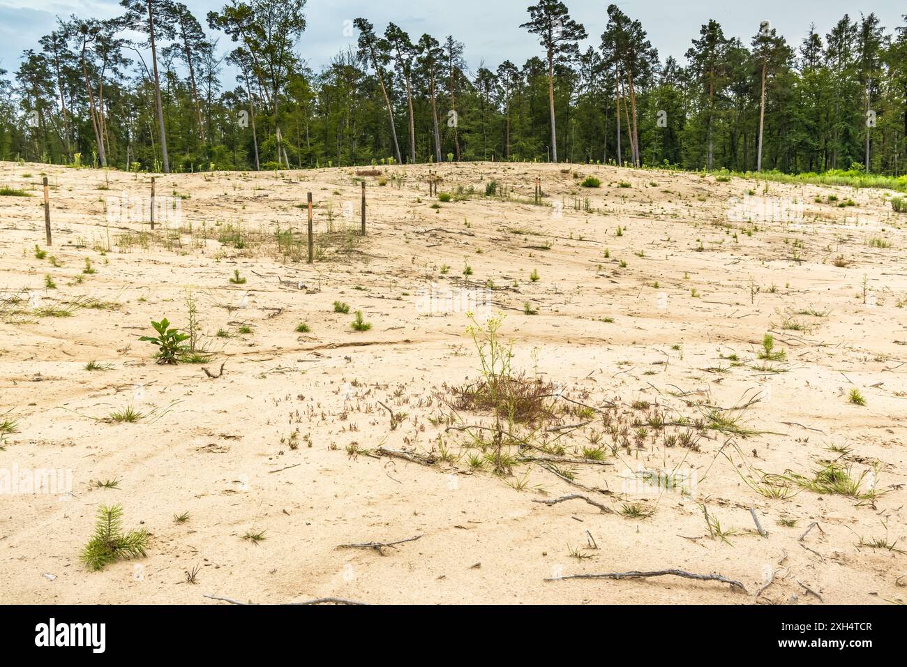 Soil erosion in a forest, arid landscape without thees and plants Stock ...