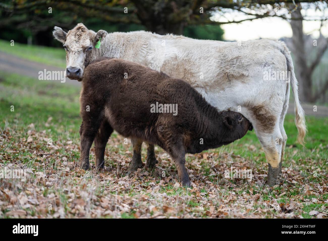 beautiful cattle in Australia eating grass, grazing on pasture. Herd of ...