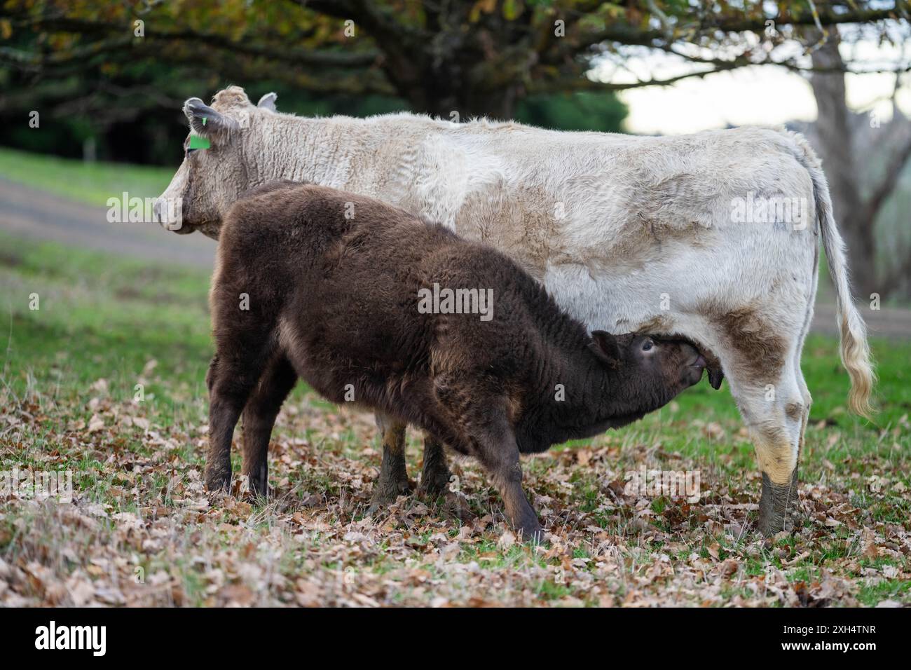 Beef cows and calves grazing on grass on a beef cattle farm in ...