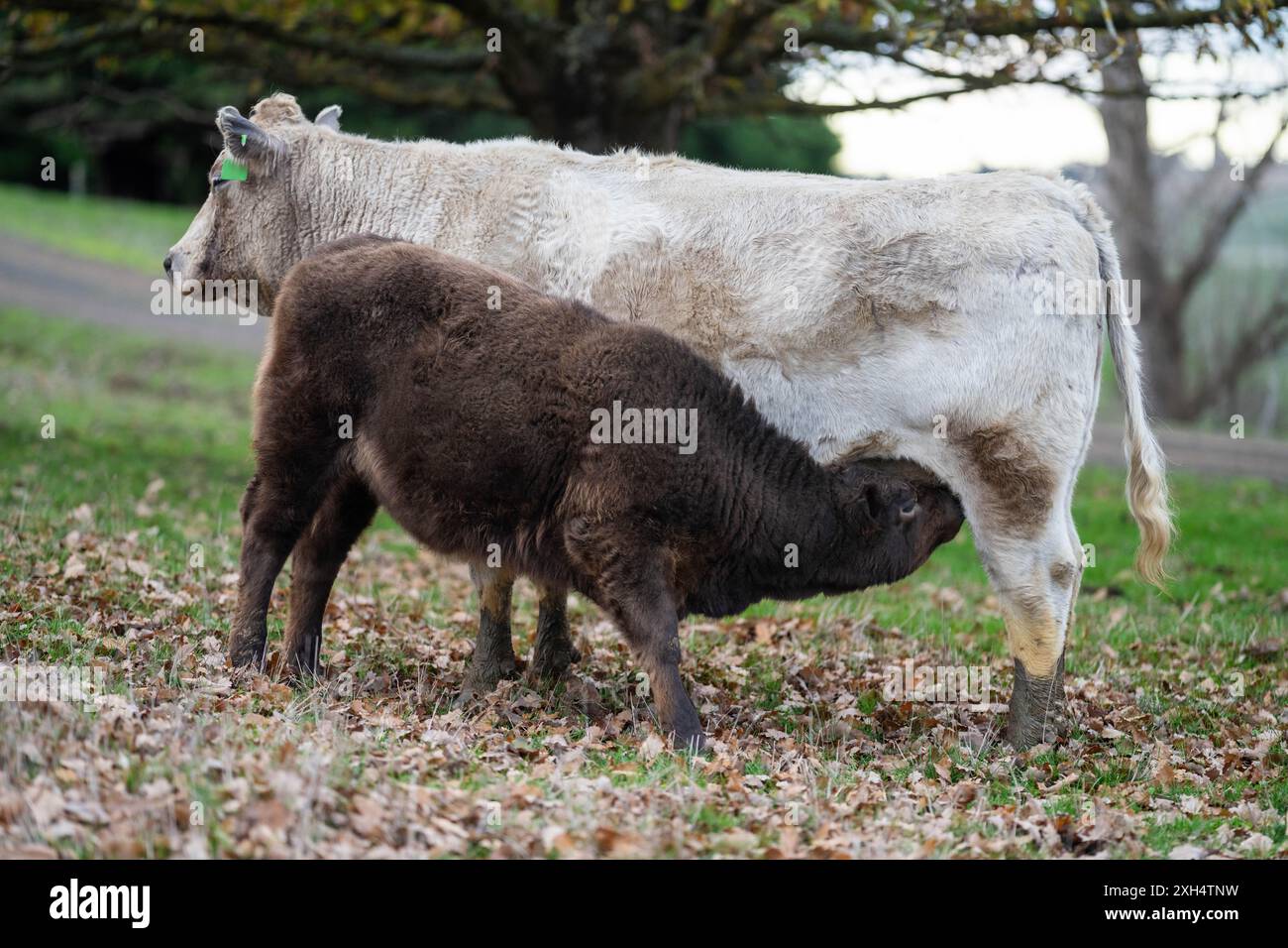 Beef cows and calves grazing on grass in a free range field, in ...