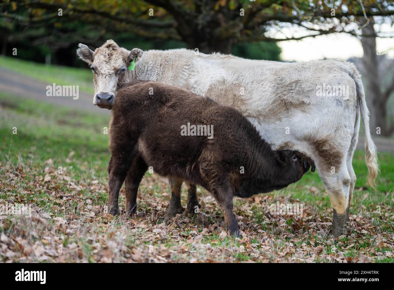 The Future Of Livestock In Australian Agriculture Sustainable Grazing