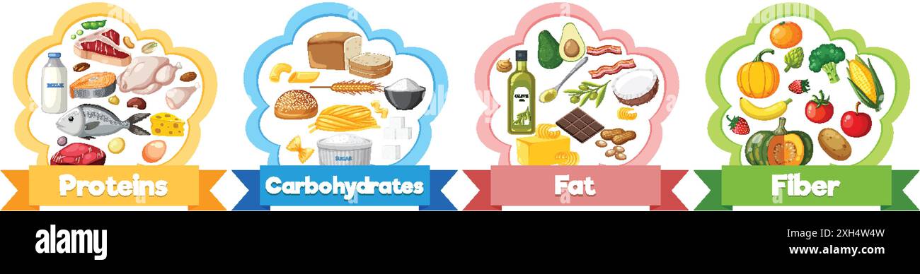 Visual representation of proteins, carbohydrates, fats, and fiber Stock ...