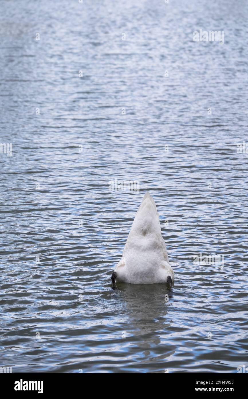 White swan is looking for something in the water, stucks his head in ...