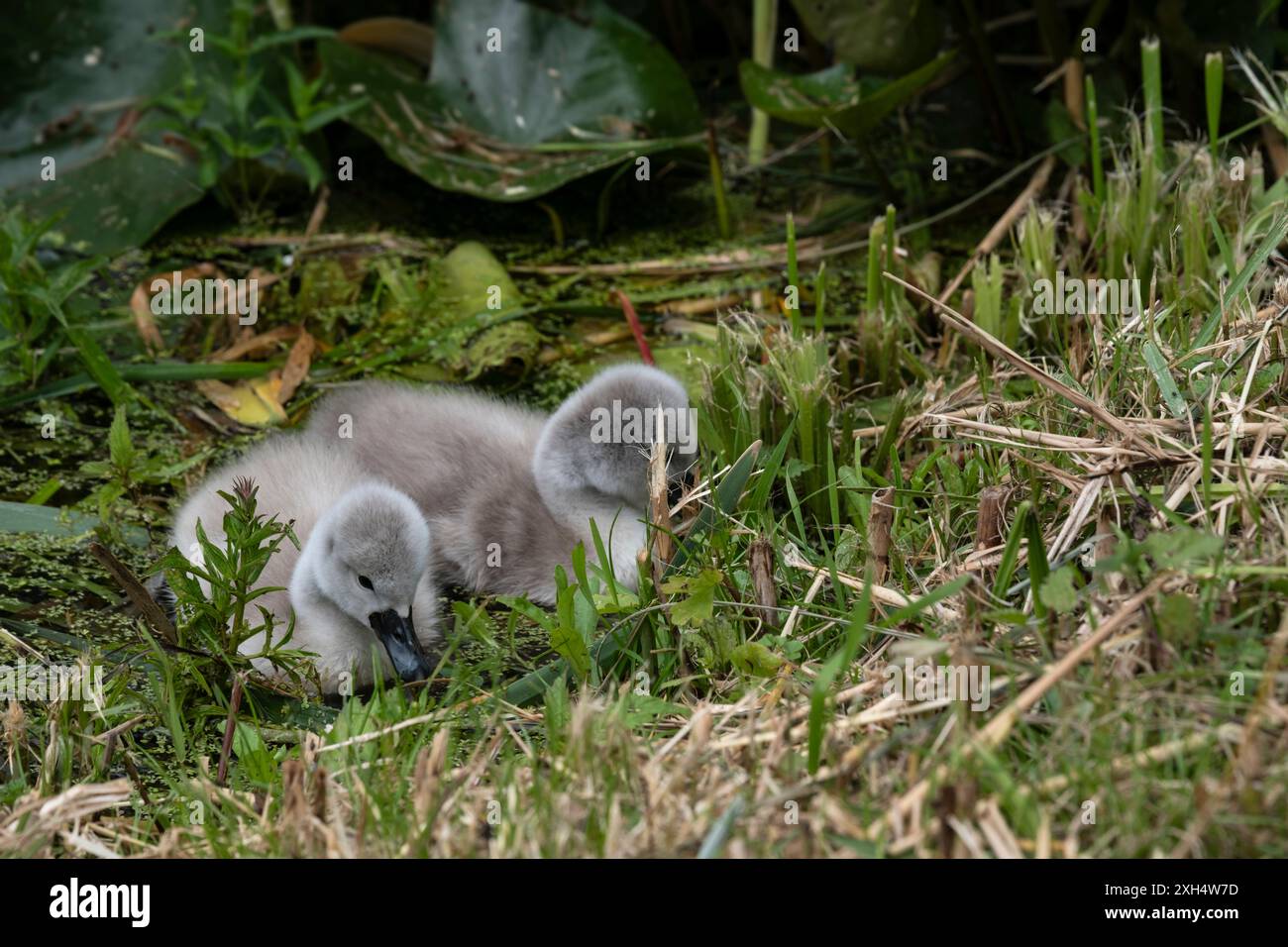 Two little cute fluffy swan chicks (Cygnus olor) swim in a pond among ...