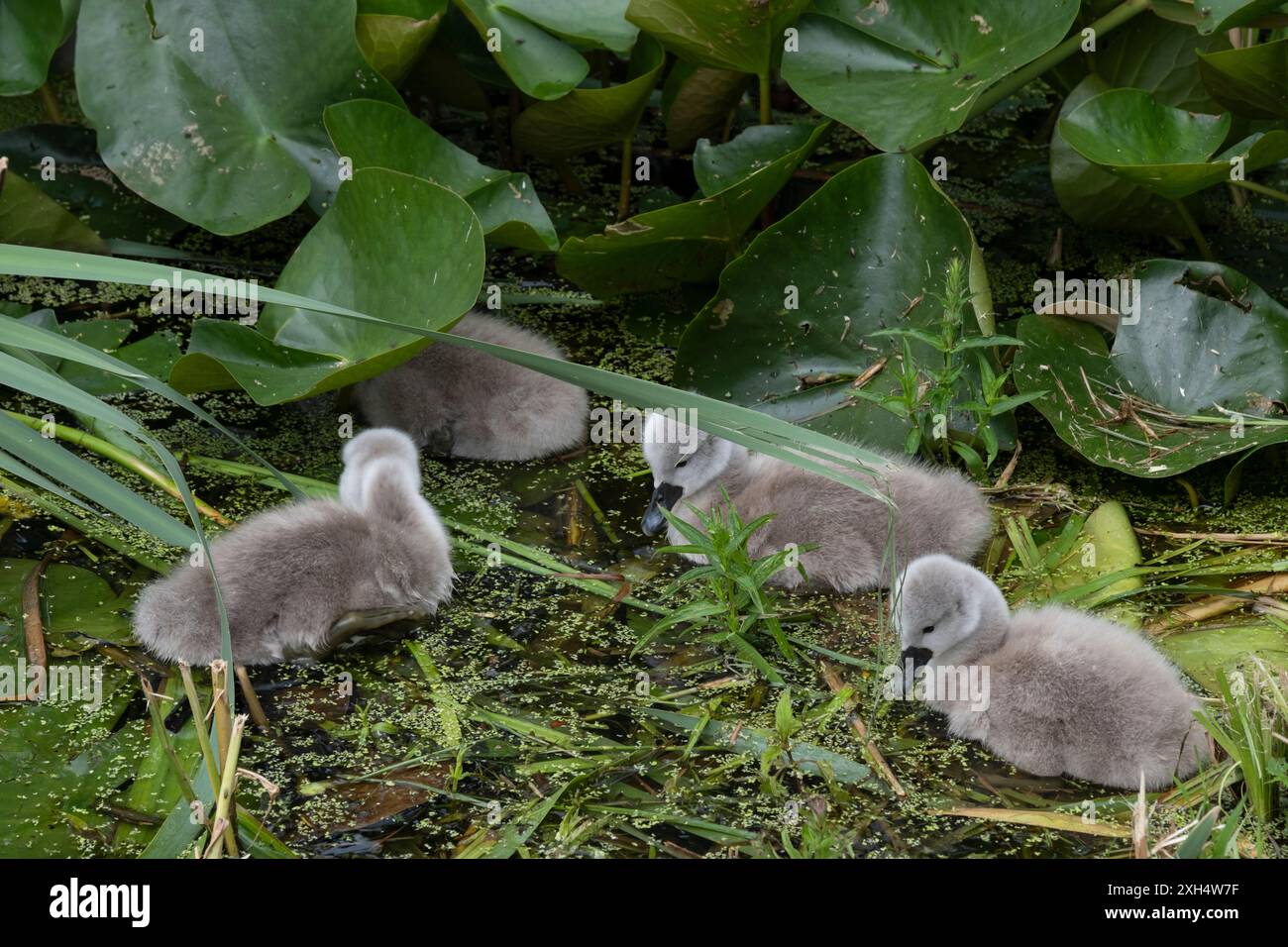 Four little cute fluffy swan chicks (Cygnus olor) swim in a pond among ...