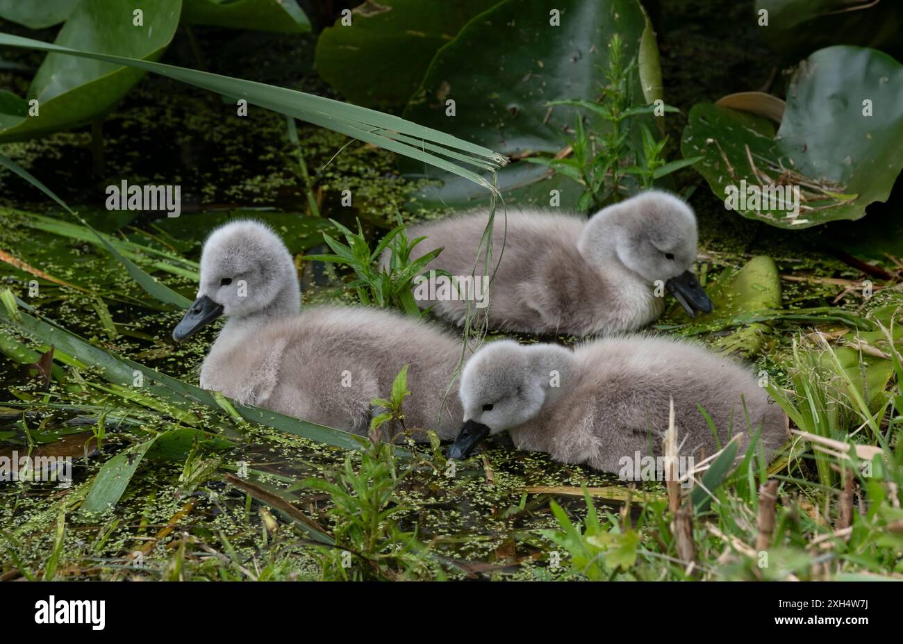 Three little cute fluffy swan chicks (Cygnus olor) swim in a pond among ...