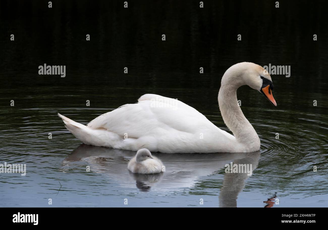 Swan (Cygnus olor) in a pond, her young nestling close to her. She ...