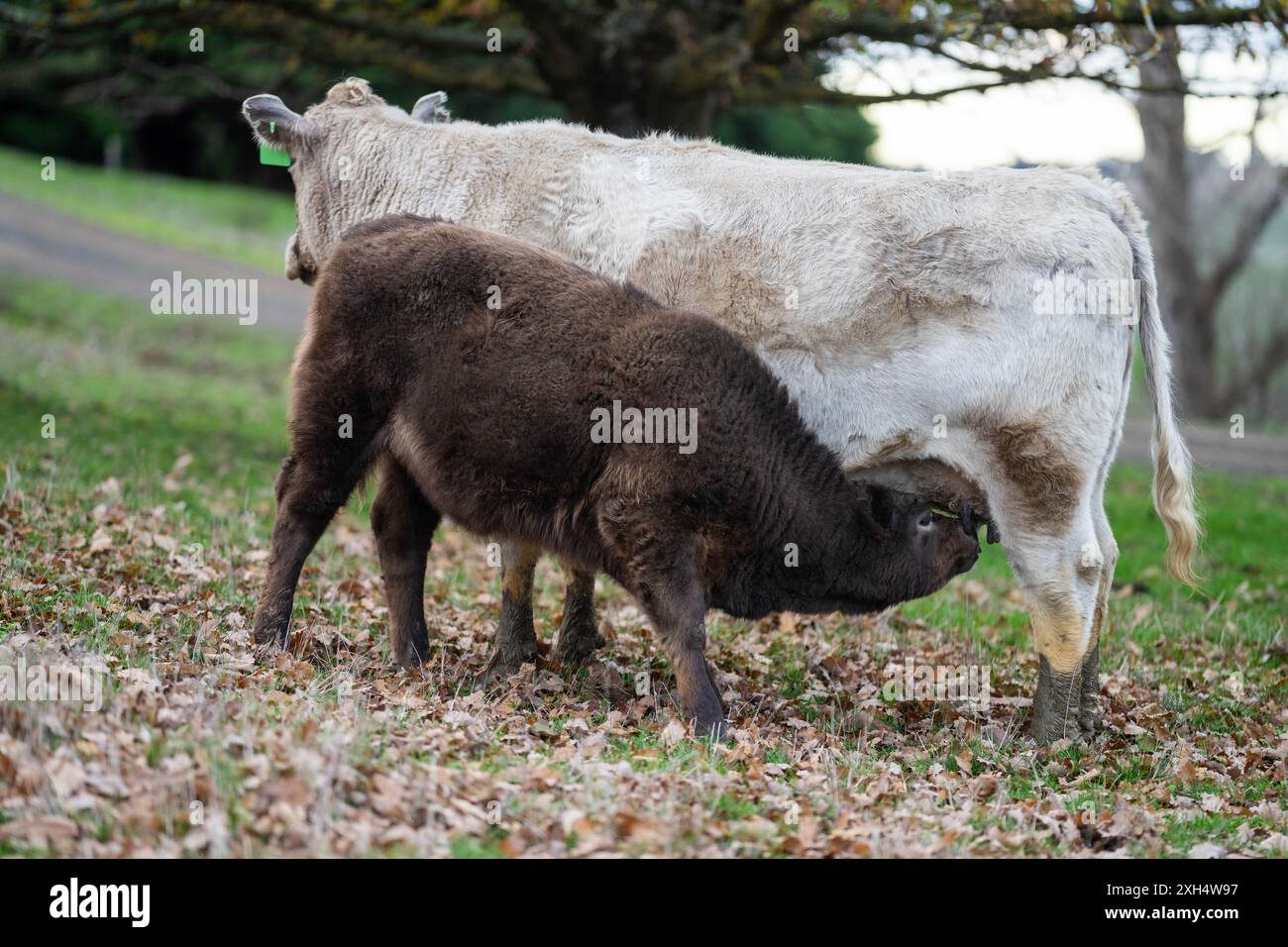 The Future of Livestock in Australian Agriculture: Sustainable Grazing ...