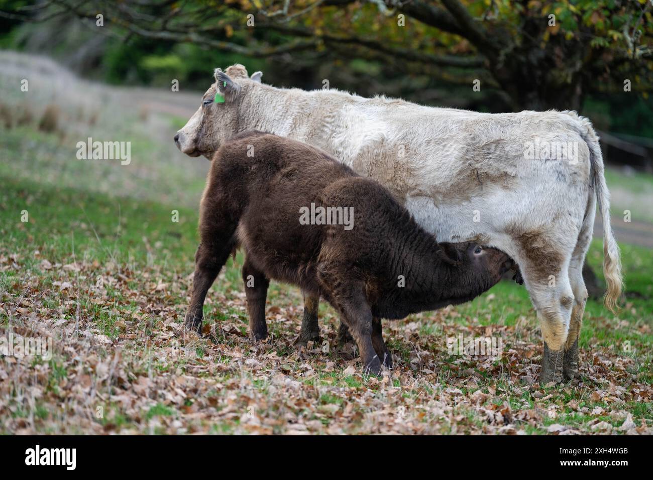Beef cows and calves grazing on grass in a free range field, in ...