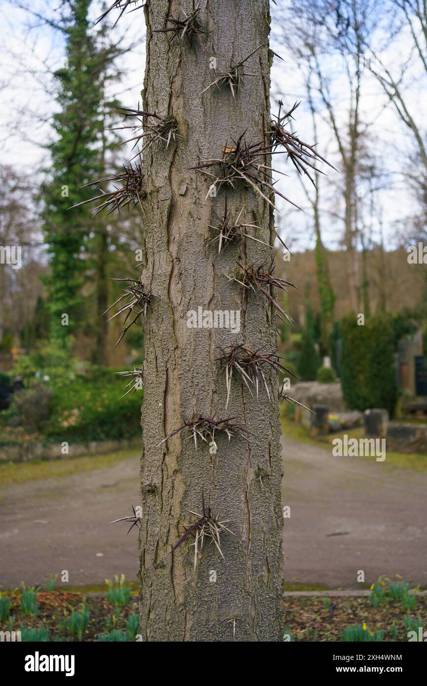 Close-up of the honey locust (Gleditsia Triacanthos) tree with plenty ...