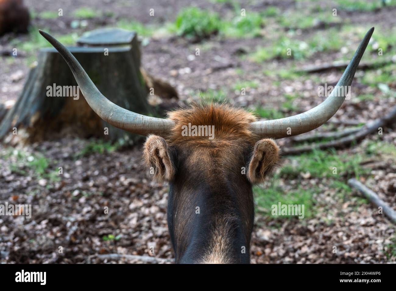 Aurochs hi-res stock photography and images - Alamy
