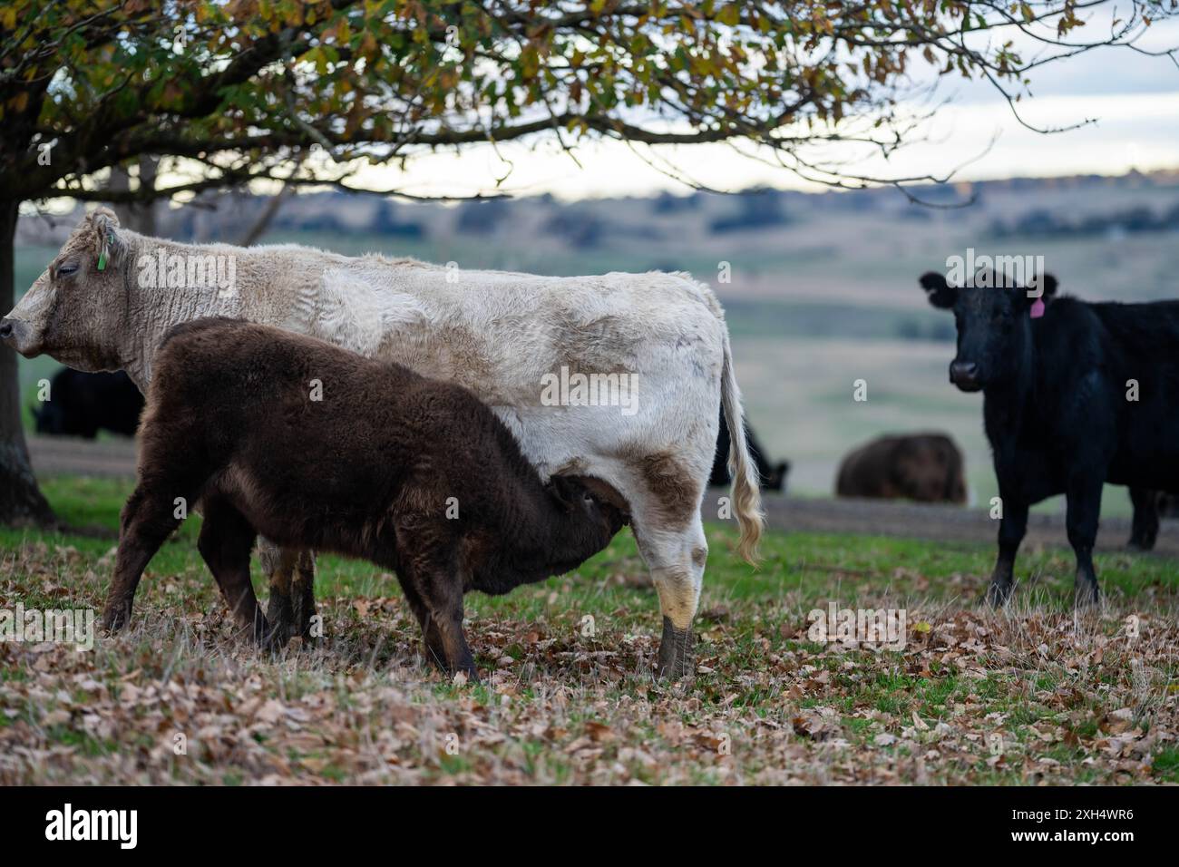 Beef cows and calves grazing on grass on a beef cattle farm in ...