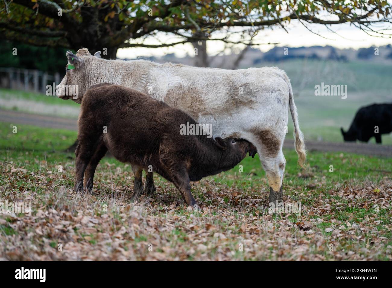 The Future Of Livestock In Australian Agriculture Sustainable Grazing
