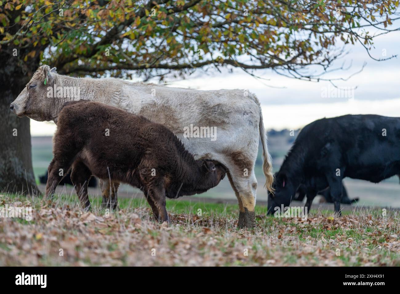 beautiful cattle in Australia eating grass, grazing on pasture. Herd of ...