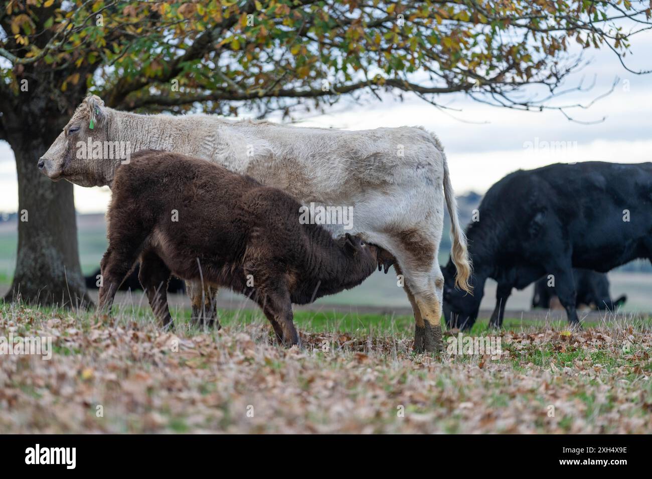 Beef cows and calves grazing on grass in a free range field, in ...