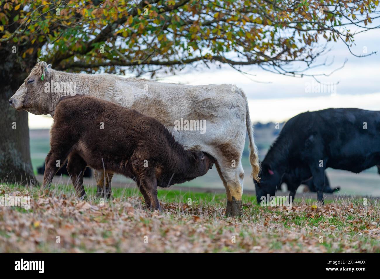 Beef cows and calves grazing on grass on a beef cattle farm in ...