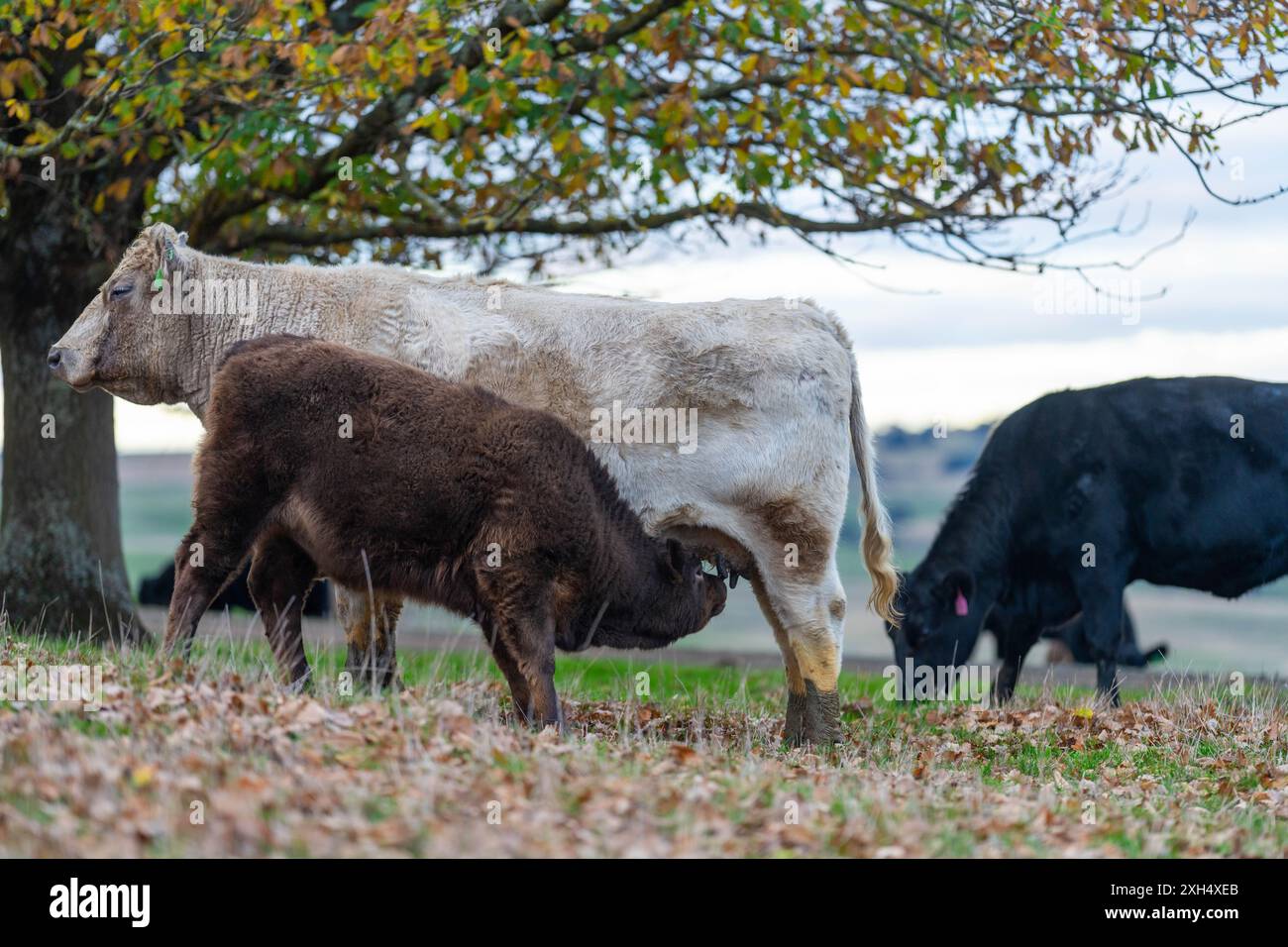 New zealand angus beef cow hi-res stock photography and images - Alamy