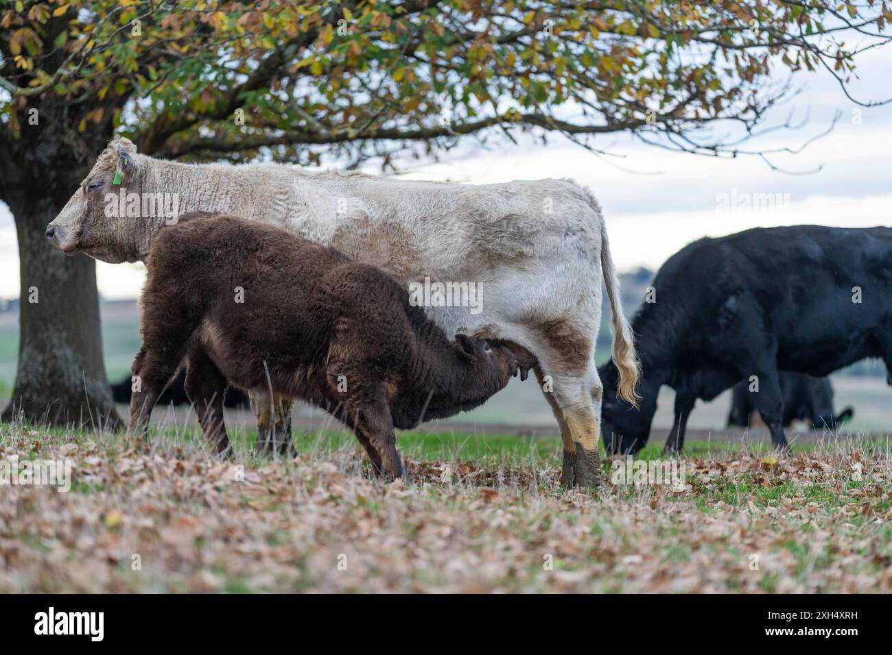 The Future of Livestock in Australian Agriculture: Sustainable Grazing ...