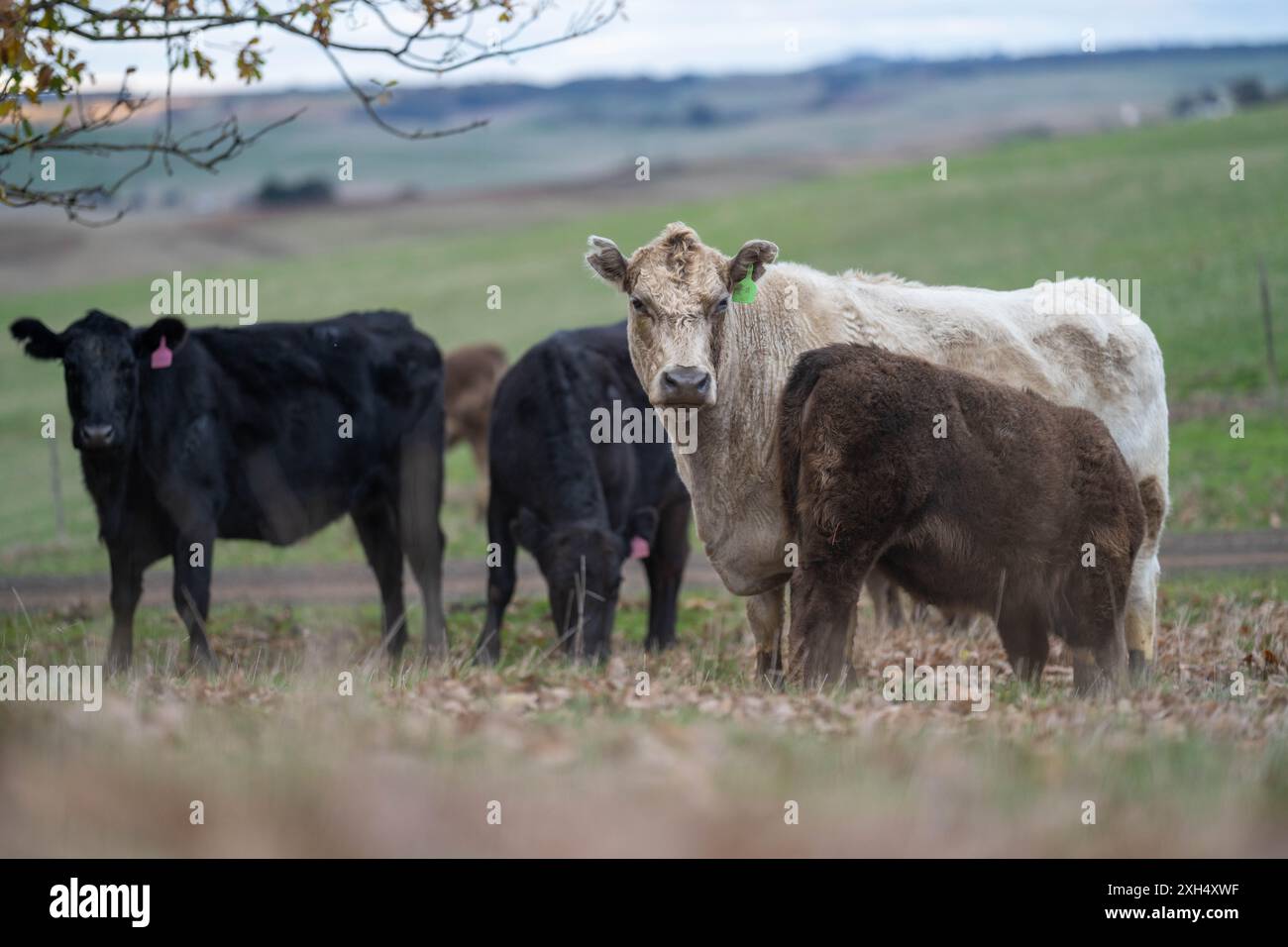 Beef cows and calves grazing on grass in a free range field, in ...