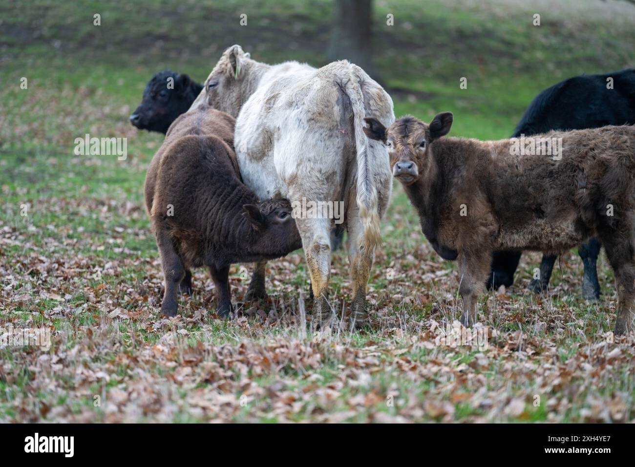 beautiful cattle in Australia eating grass, grazing on pasture. Herd of ...