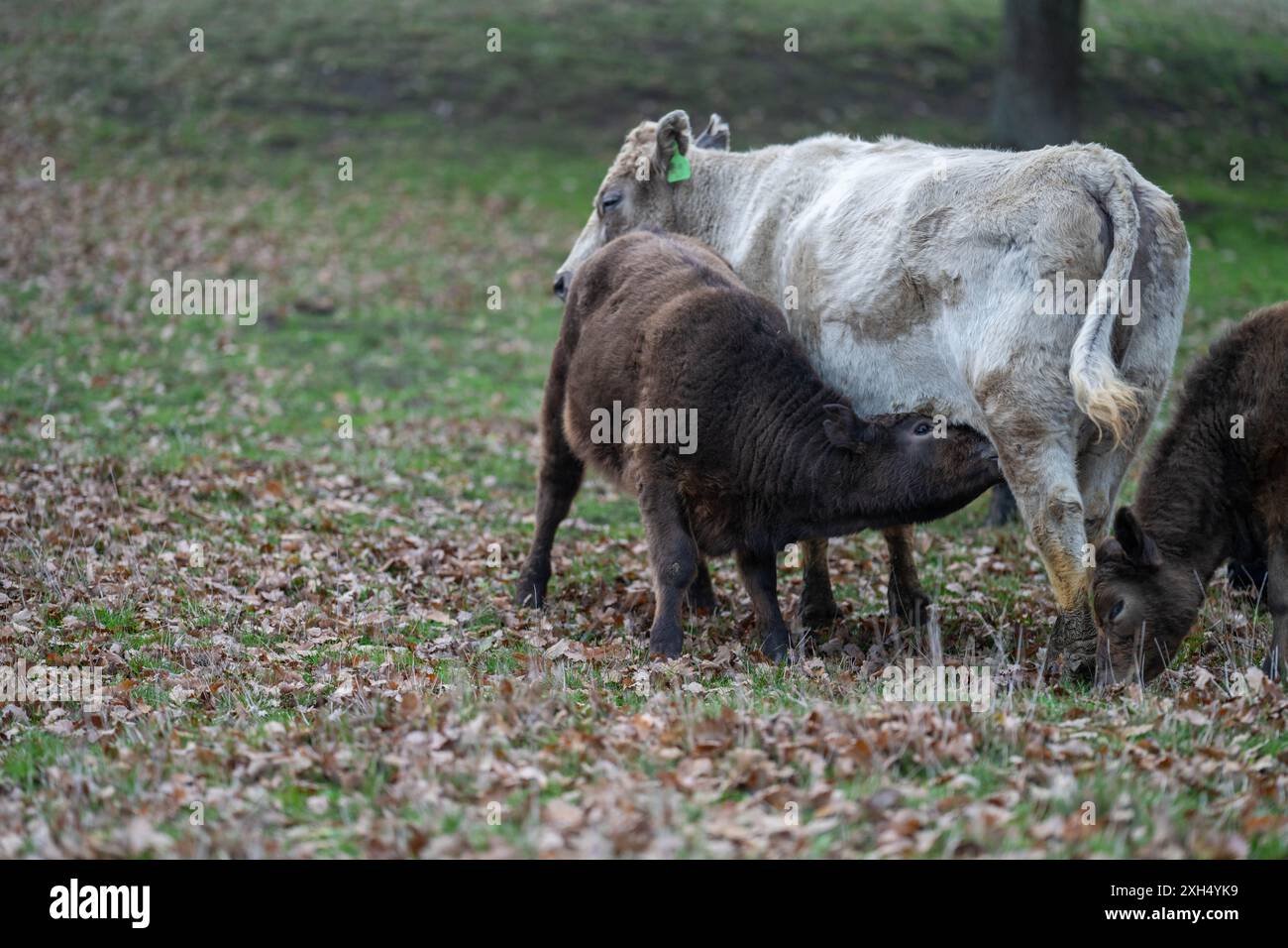 Sustainable Livestock Farming in Australia: Regenerative Practices for ...