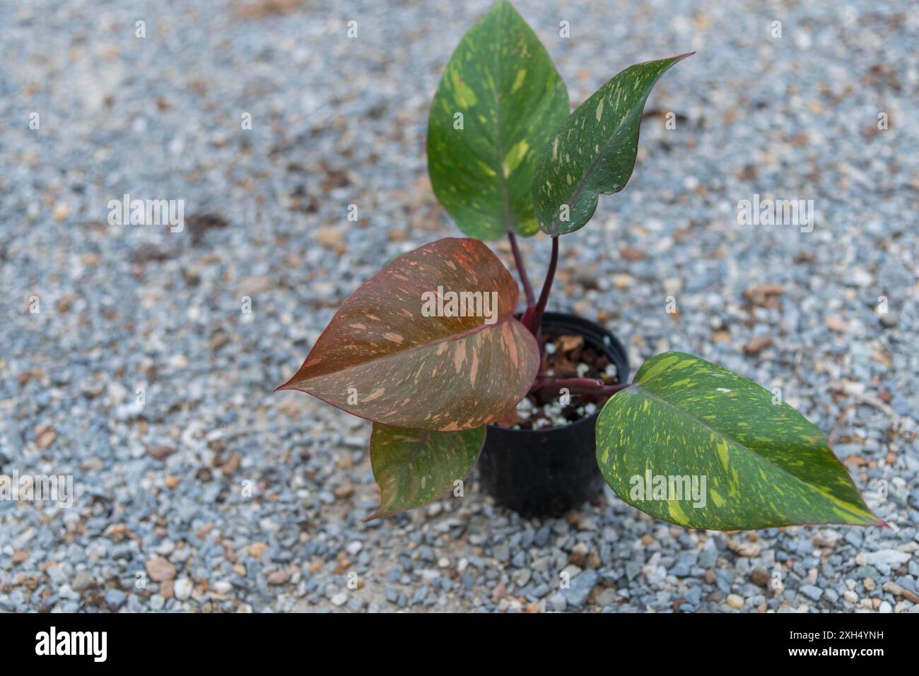 Closeup to big size of philodendron Orange princess in the pot Stock ...