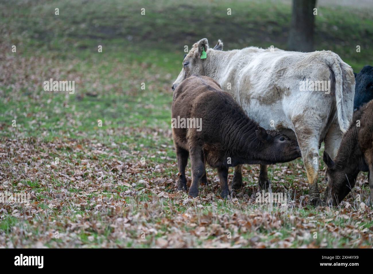 The Future of Livestock in Australian Agriculture: Sustainable Grazing ...