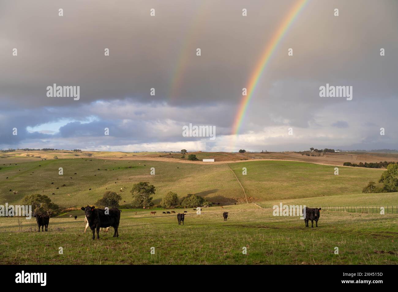 New zealand angus beef cow hi-res stock photography and images - Alamy