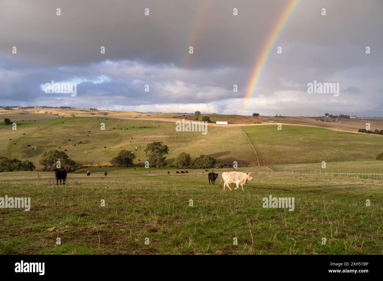 The Future of Livestock in Australian Agriculture: Sustainable Grazing ...