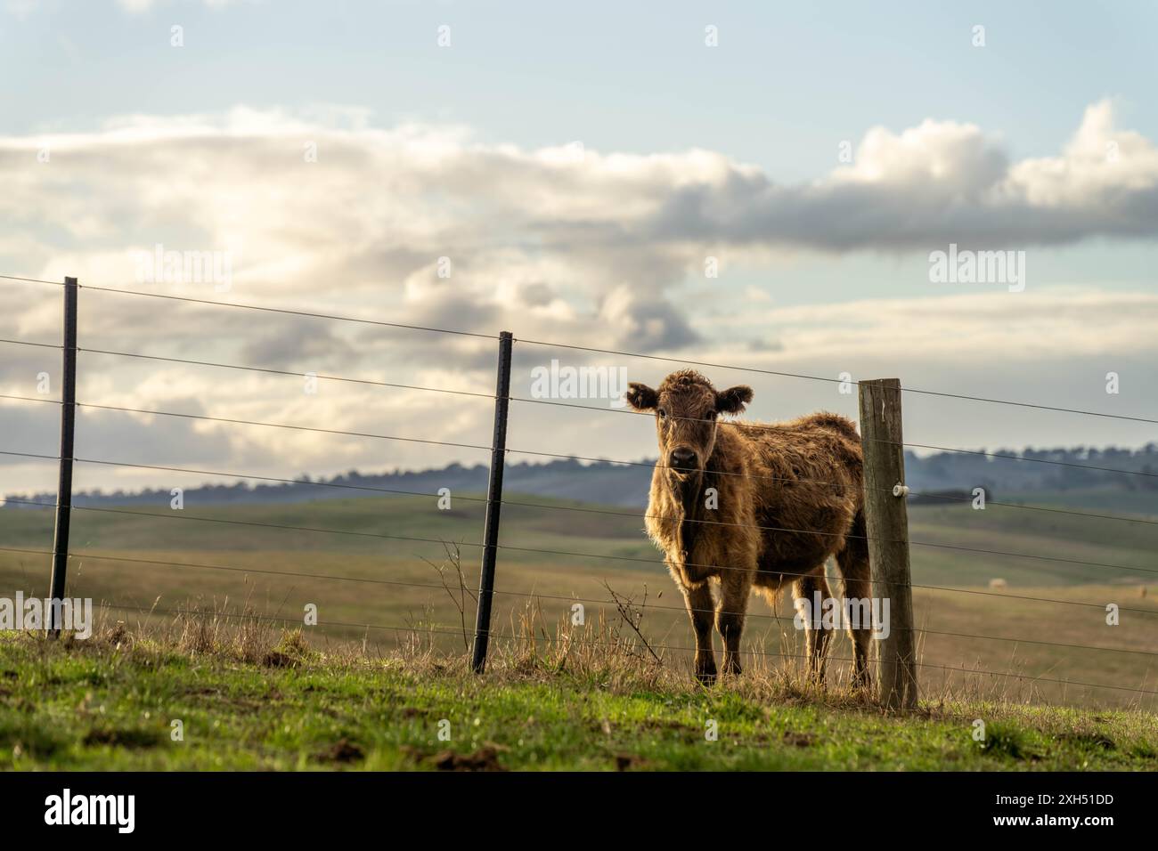 Beef cows and calves grazing on grass in a free range field, in ...