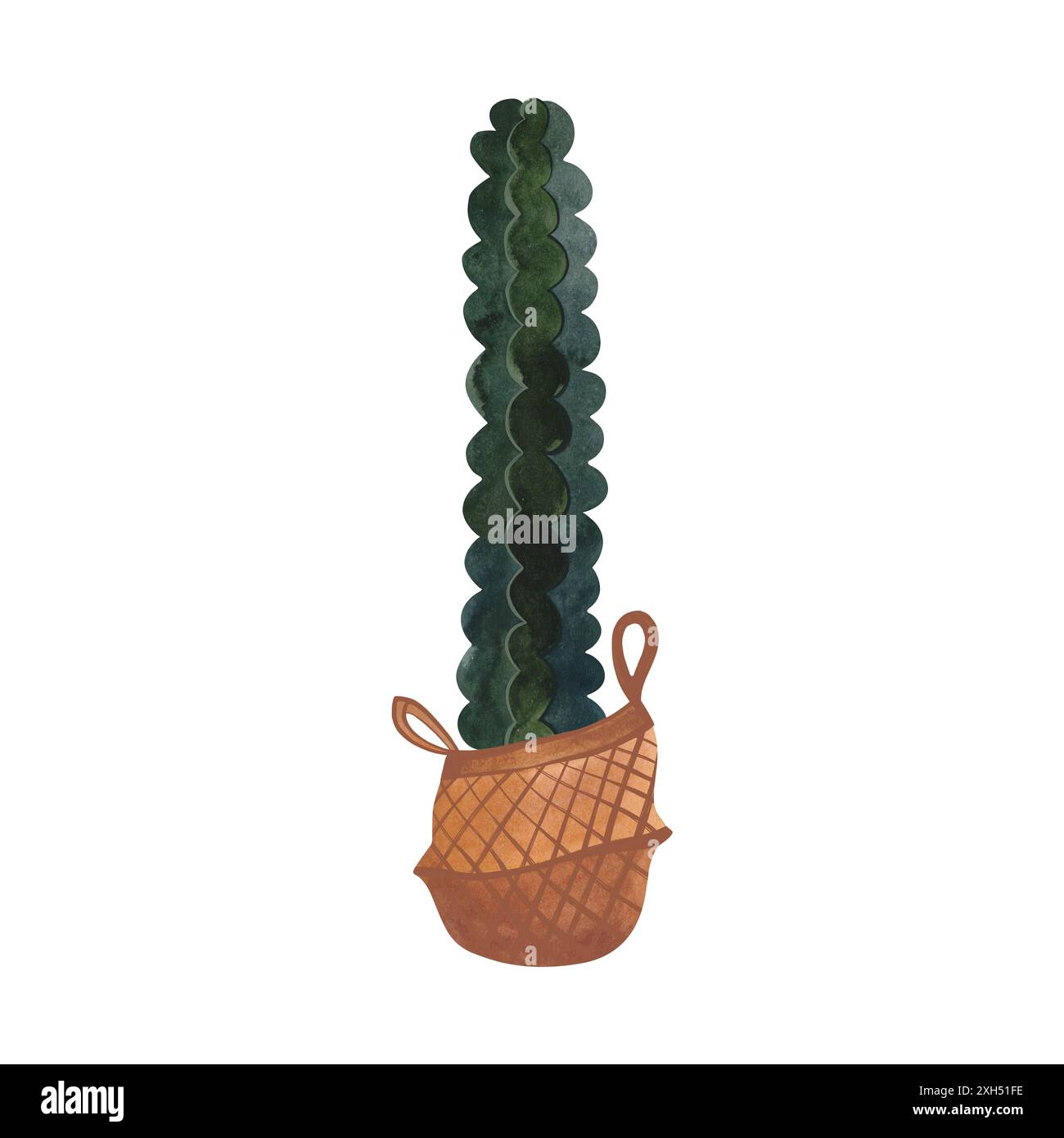 Cactus in a wicker basket. Plants for the home. Floriculture. Interior ...
