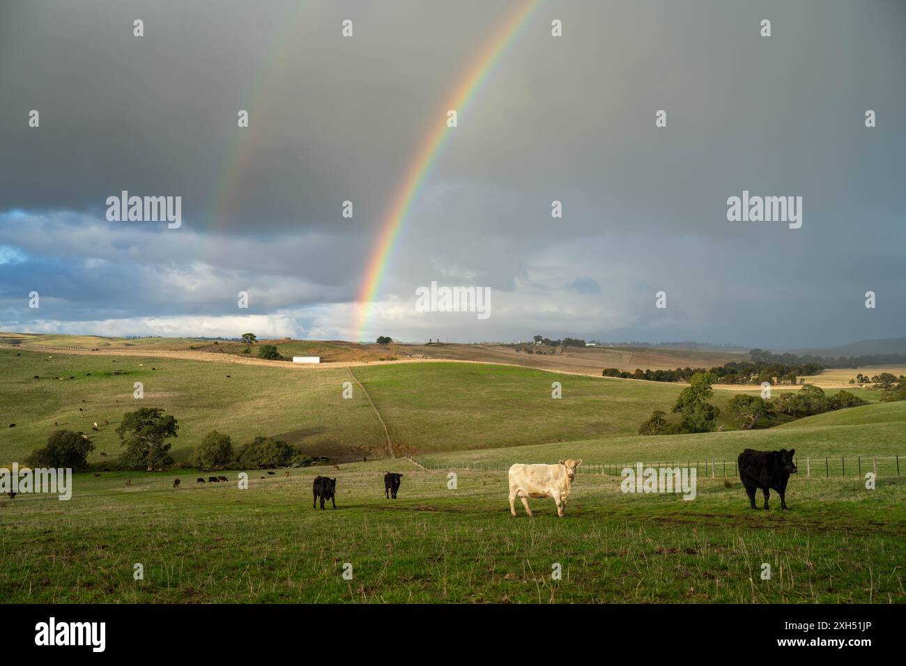 Beef cows and calves grazing on grass on a beef cattle farm in ...