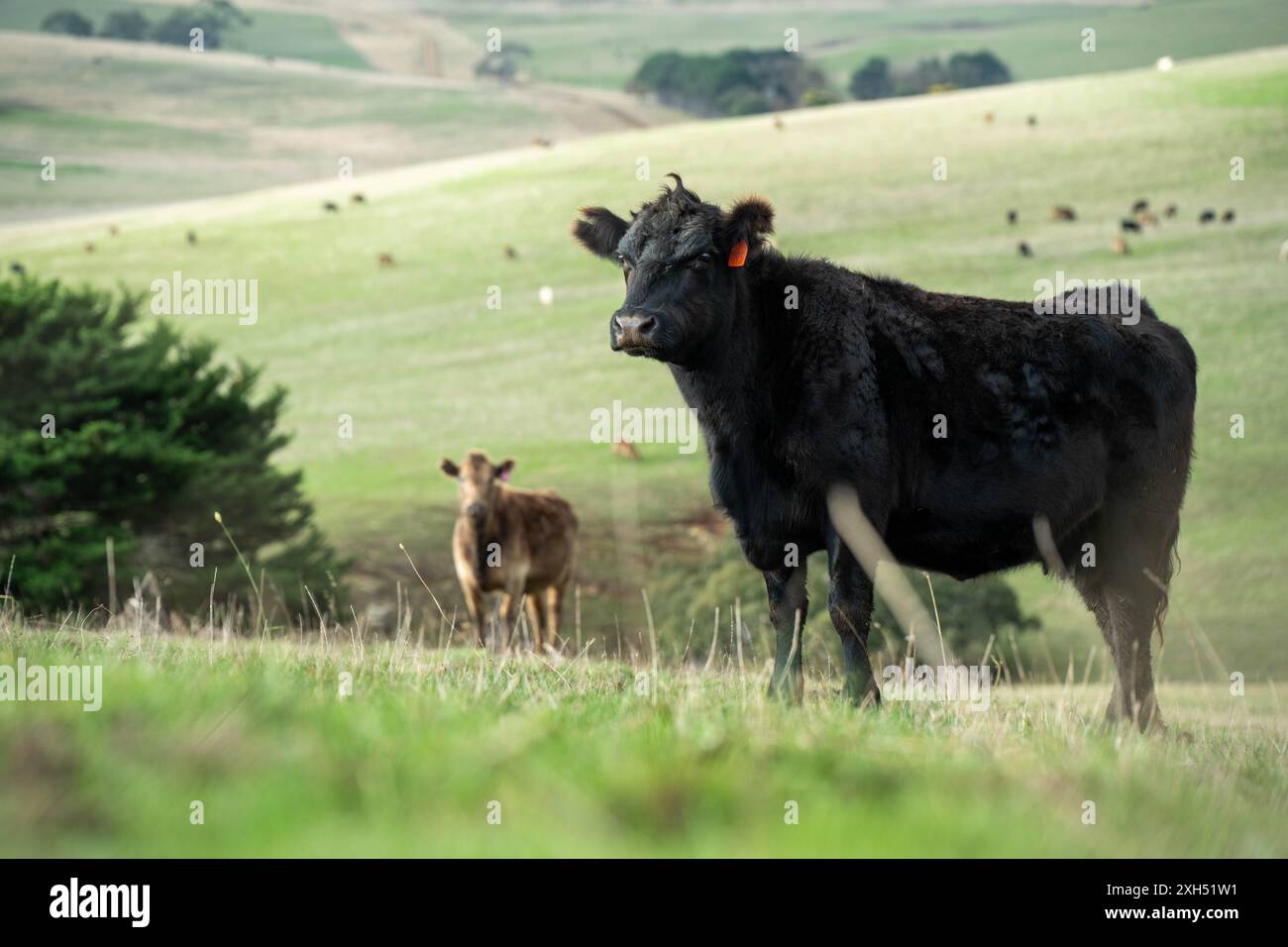 New zealand angus beef cow hi-res stock photography and images - Alamy