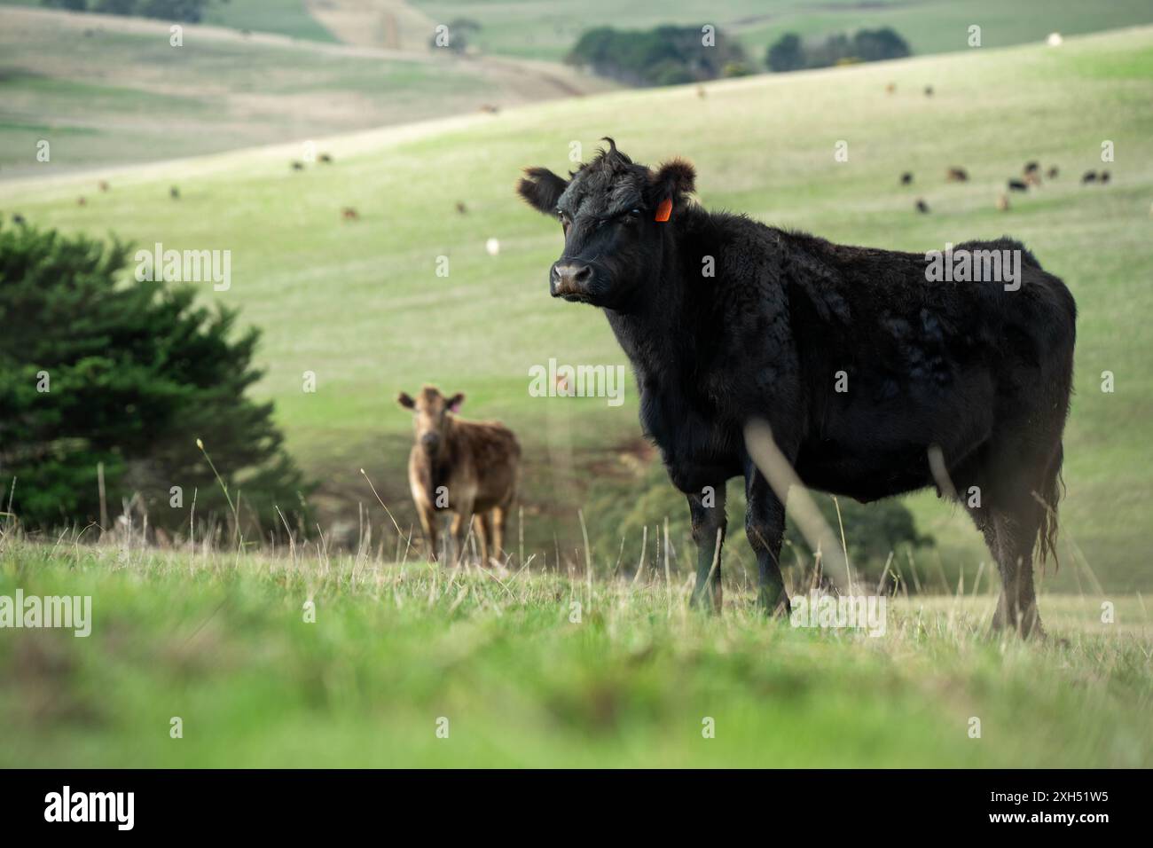 Beef cows and calves grazing on grass on a beef cattle farm in ...