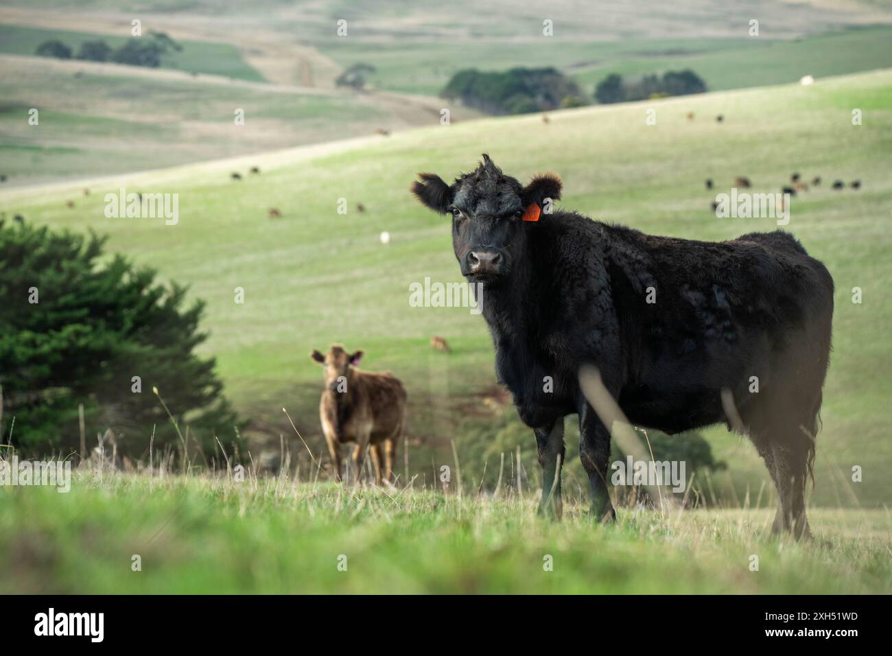 Beef cows and calves grazing on grass in a free range field, in ...