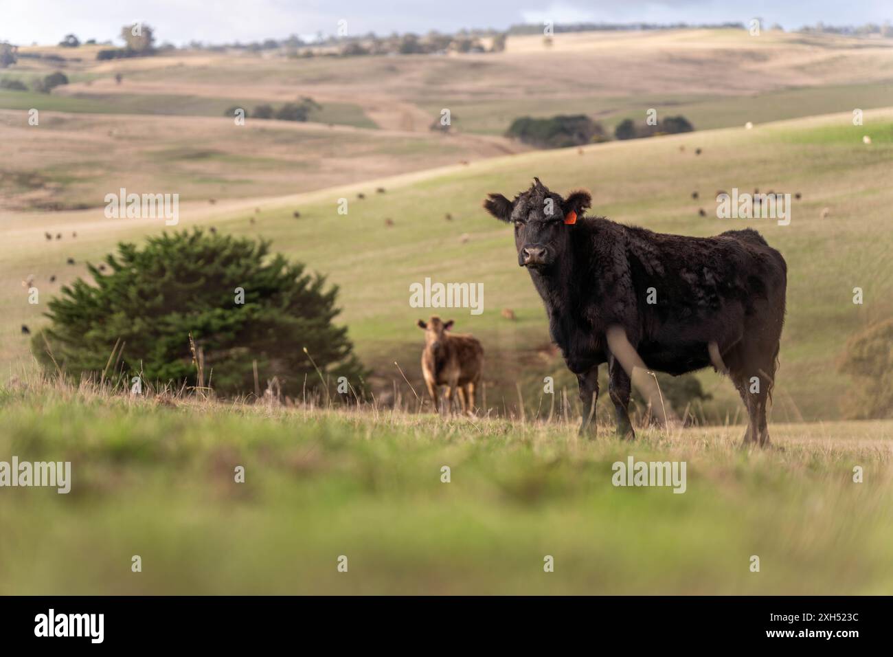 Beef cows and calves grazing on grass in a free range field, in ...