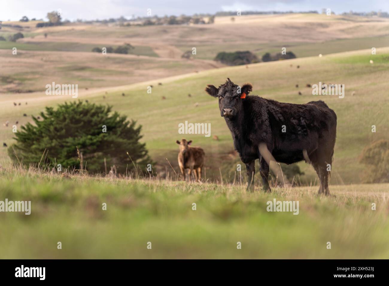 New zealand angus beef cow hi-res stock photography and images - Alamy
