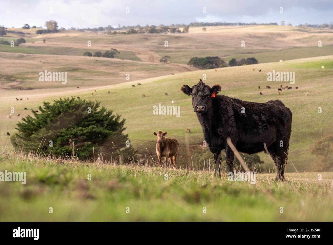 Beef cows and calves grazing on grass on a beef cattle farm in ...
