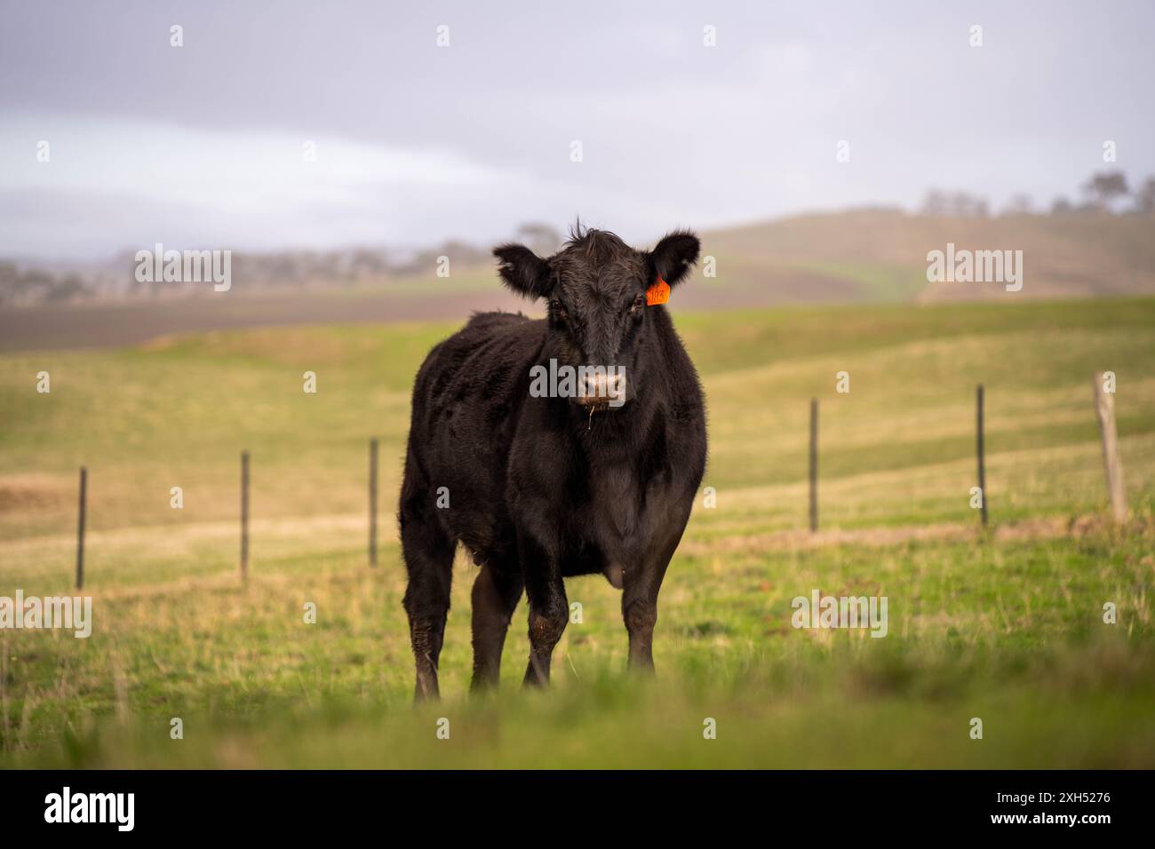 New zealand angus beef cow hi-res stock photography and images - Alamy