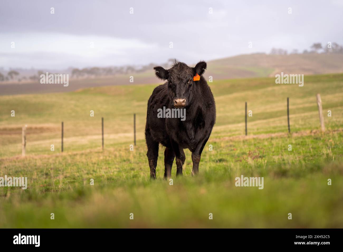 The Future Of Livestock In Australian Agriculture Sustainable Grazing