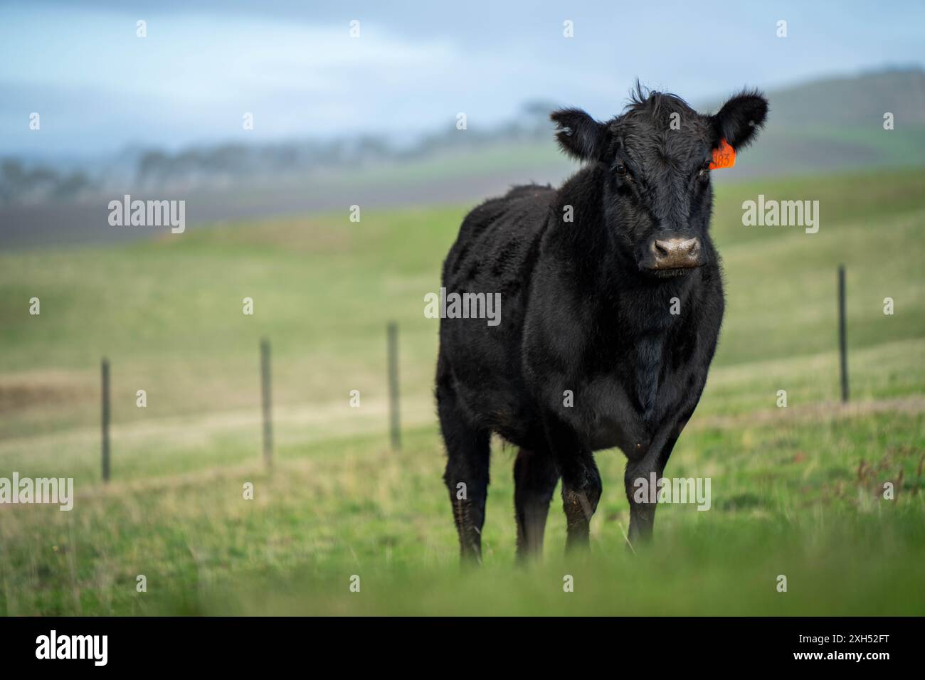 Beef cows and calves grazing on grass on a beef cattle farm in ...