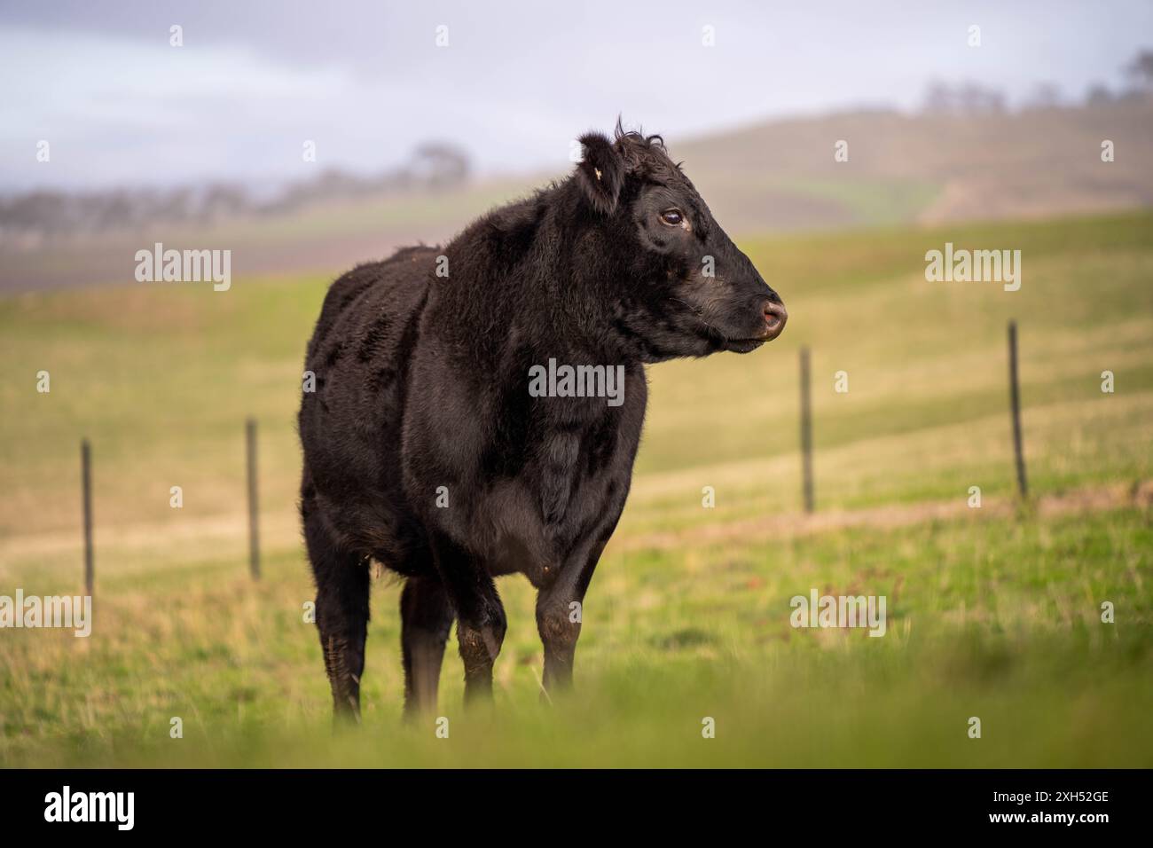 New zealand angus beef cow hi-res stock photography and images - Alamy