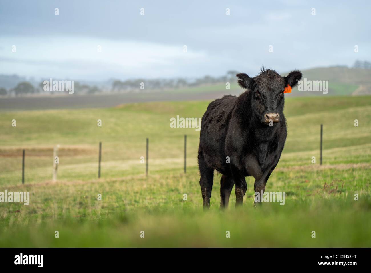 Beef cows and calves grazing on grass in a free range field, in ...