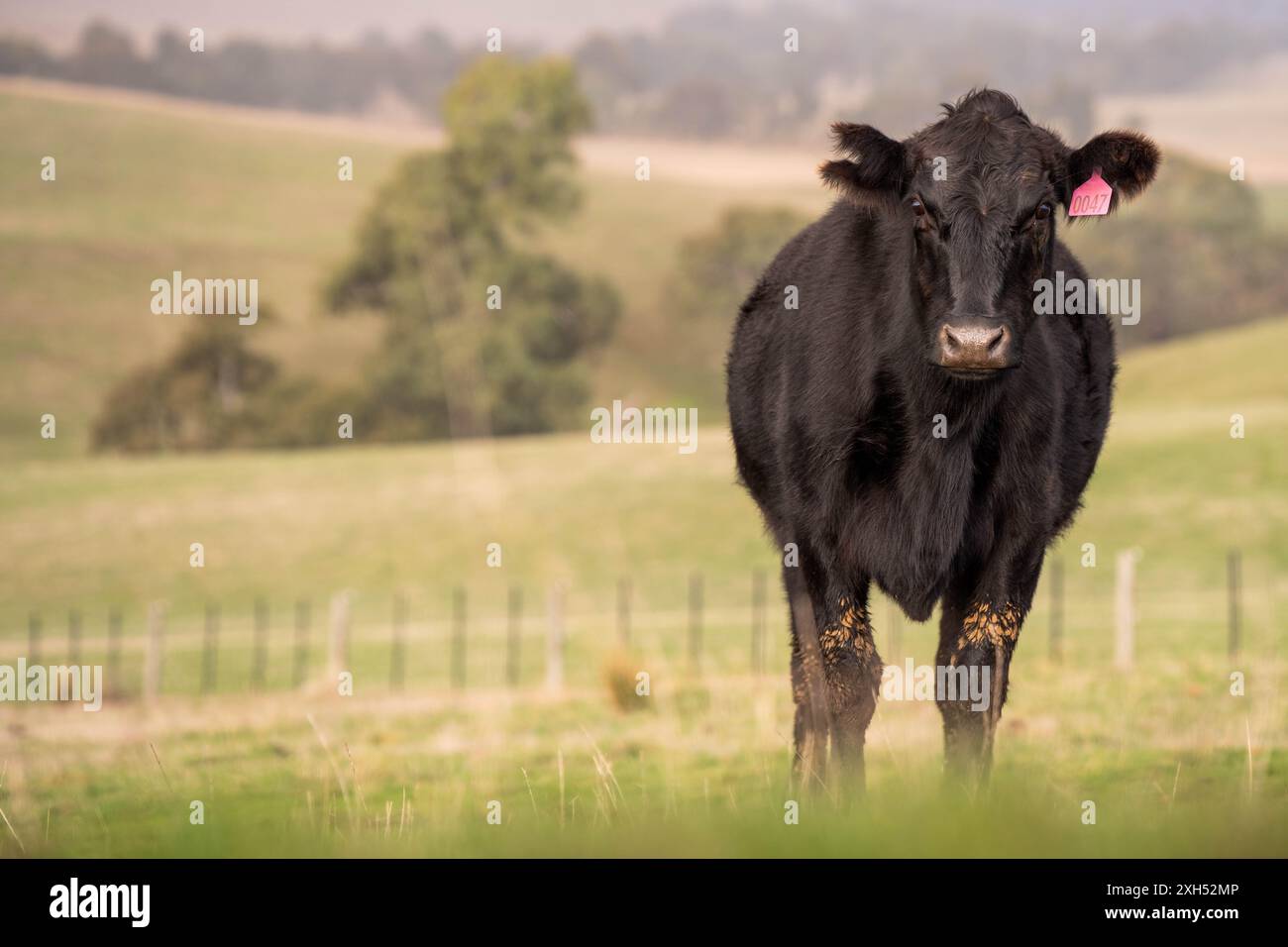 Beef cows and calves grazing on grass on a beef cattle farm in ...
