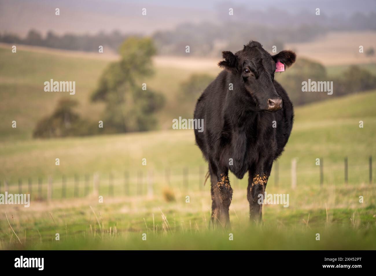The Future Of Livestock In Australian Agriculture Sustainable Grazing